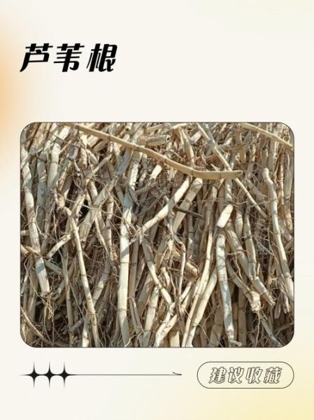 芦苇根的功效与作用及禁忌_芦苇根泡水喝的副作用-第3张图片-山城妙识