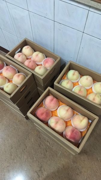 无锡阳山水蜜桃多少钱一斤_正宗阳山水蜜桃价格表-第3张图片-山城妙识