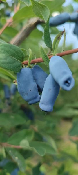 蓝靛果多少钱一斤_蓝靛果价格行情-第2张图片-山城妙识