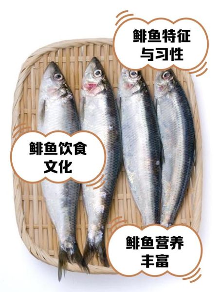 鳀鱼是什么鱼_鳀鱼的营养价值有哪些-第1张图片-山城妙识 鳀鱼是什么鱼_鳀鱼的营养价值有哪些-第1张图片-山城妙识