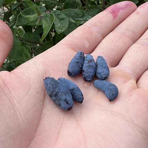 蓝靛果多少钱一斤_蓝靛果价格行情-第3张图片-山城妙识