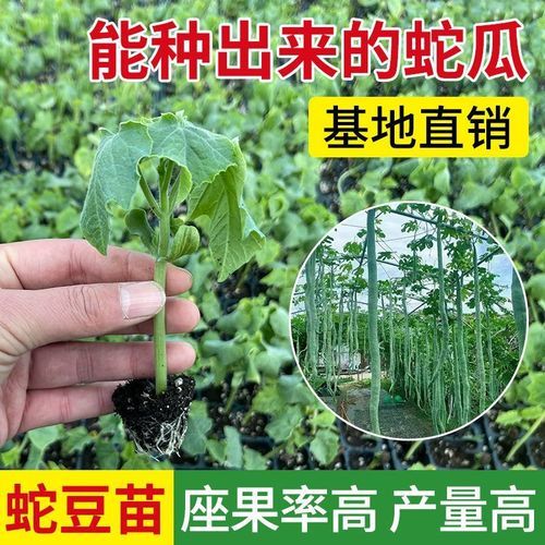 蛇豆角怎么种_蛇豆角和豇豆区别-第2张图片-山城妙识
