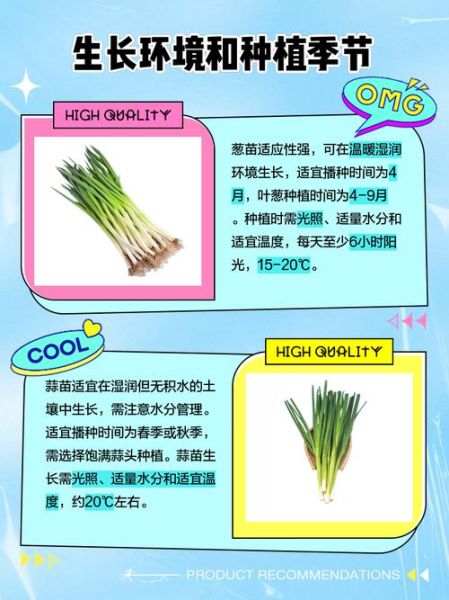 葱和蒜苗的区别_怎么区分葱和蒜苗-第1张图片-山城妙识