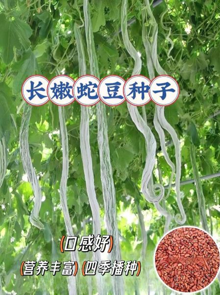 蛇豆角怎么种_蛇豆角和豇豆区别-第3张图片-山城妙识