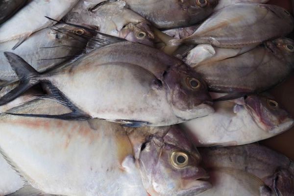 明太鱼在中国叫什么_明太鱼是鳕鱼吗-第3张图片-山城妙识 明太鱼在中国叫什么_明太鱼是鳕鱼吗-第3张图片-山城妙识