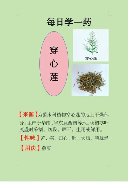 穿心莲的功效与作用_穿心莲主治什么病-第2张图片-山城妙识 穿心莲的功效与作用_穿心莲主治什么病-第2张图片-山城妙识
