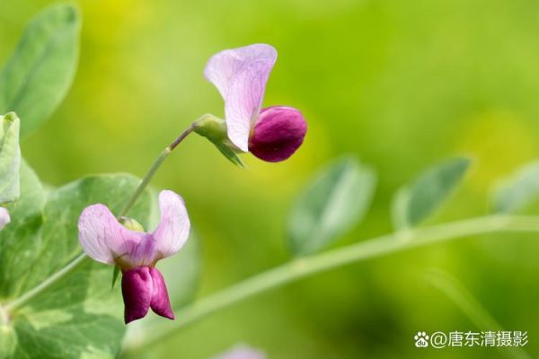 豌豆花图片怎么拍_豌豆花高清壁纸下载-第1张图片-山城妙识