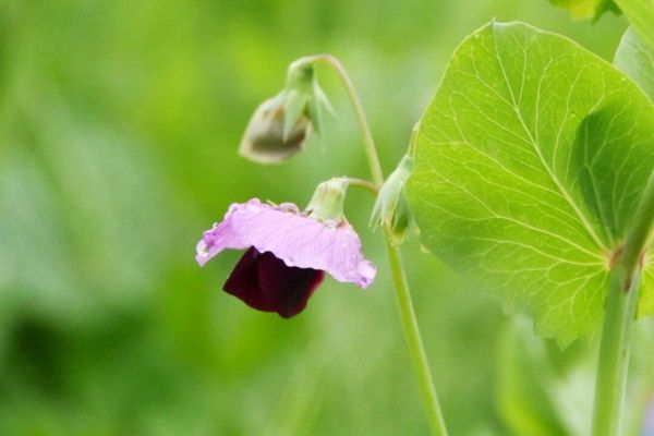 豌豆花图片怎么拍_豌豆花高清壁纸下载-第3张图片-山城妙识