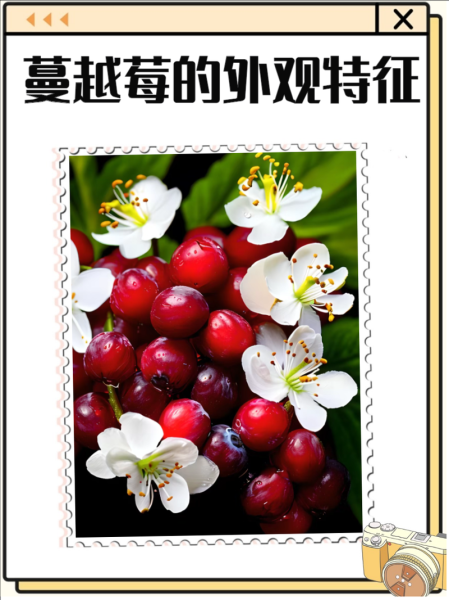 蔓越莓是什么颜色_蔓越莓颜色变化原因-第1张图片-山城妙识 蔓越莓是什么颜色_蔓越莓颜色变化原因-第1张图片-山城妙识