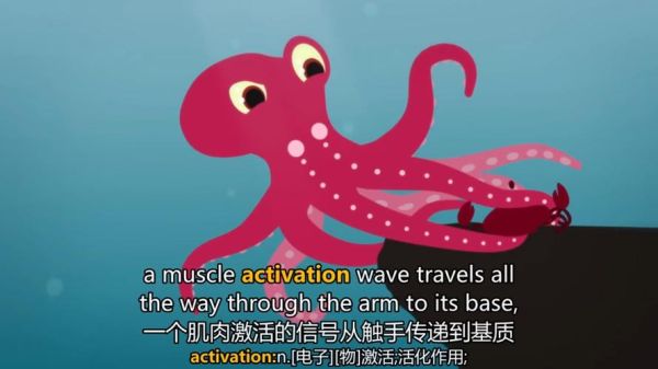 章鱼英语音标怎么读_章鱼英语音标发音规则-第1张图片-山城妙识 章鱼英语音标怎么读_章鱼英语音标发音规则-第1张图片-山城妙识