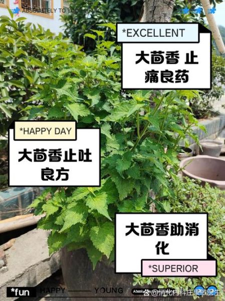 茴香籽治疝气真的有用吗_多久见效-第1张图片-山城妙识 茴香籽治疝气真的有用吗_多久见效-第1张图片-山城妙识