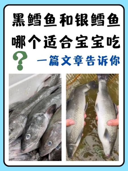 山姆黑鳕鱼和真鳕鱼区别_哪个更好吃-第2张图片-山城妙识 山姆黑鳕鱼和真鳕鱼区别_哪个更好吃-第2张图片-山城妙识