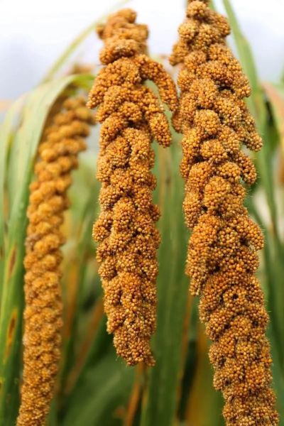 谷子是小米吗_小米和谷子的区别-第1张图片-山城妙识 谷子是小米吗_小米和谷子的区别-第1张图片-山城妙识