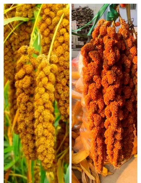 谷子是小米吗_小米和谷子的区别-第2张图片-山城妙识 谷子是小米吗_小米和谷子的区别-第2张图片-山城妙识