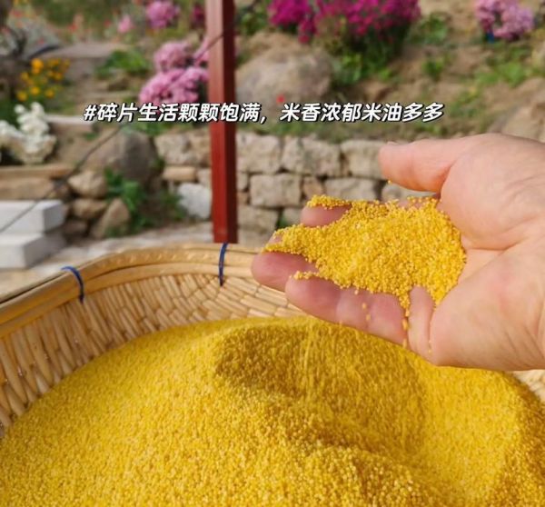 谷子是小米吗_小米和谷子的区别-第3张图片-山城妙识 谷子是小米吗_小米和谷子的区别-第3张图片-山城妙识