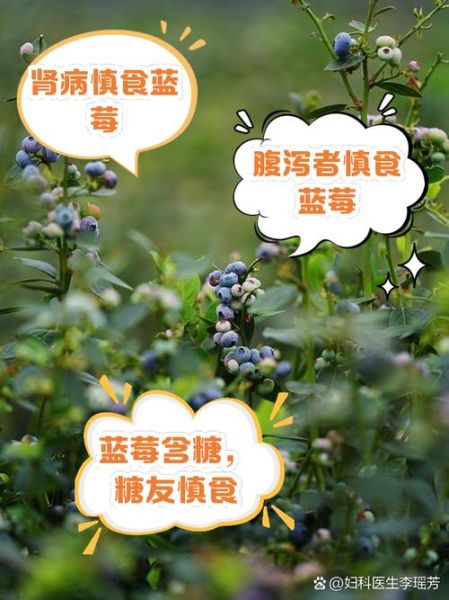 蓝莓不适宜人群有哪些_蓝莓哪些人不能吃-第1张图片-山城妙识