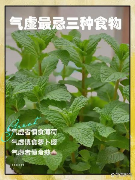 补气的食物有哪些_气虚吃什么最快见效-第3张图片-山城妙识 补气的食物有哪些_气虚吃什么最快见效-第3张图片-山城妙识