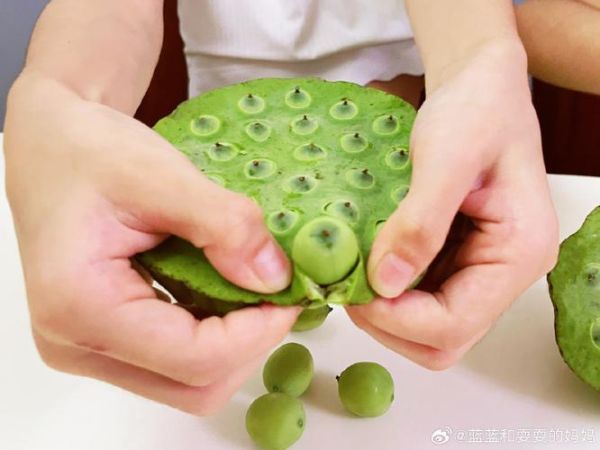 嫩莲蓬怎么吃_新鲜莲蓬怎么剥开-第2张图片-山城妙识 嫩莲蓬怎么吃_新鲜莲蓬怎么剥开-第2张图片-山城妙识