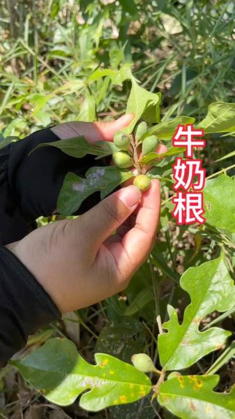 牛奶树根图片长什么样_牛奶树根有什么功效-第1张图片-山城妙识 牛奶树根图片长什么样_牛奶树根有什么功效-第1张图片-山城妙识