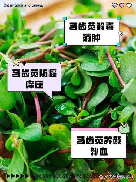 马齿的功效与作用_马齿怎么吃最营养-第3张图片-山城妙识 马齿的功效与作用_马齿怎么吃最营养-第3张图片-山城妙识