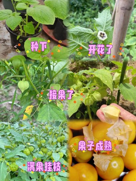 洋菇娘的功效与作用_洋菇娘的营养价值-第3张图片-山城妙识 洋菇娘的功效与作用_洋菇娘的营养价值-第3张图片-山城妙识