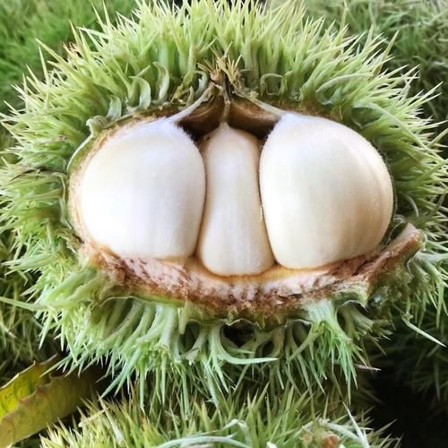 罗田板栗怎么挑选_罗田板栗多少钱一斤-第3张图片-山城妙识 罗田板栗怎么挑选_罗田板栗多少钱一斤-第3张图片-山城妙识