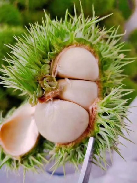 罗田板栗怎么挑选_罗田板栗多少钱一斤-第1张图片-山城妙识 罗田板栗怎么挑选_罗田板栗多少钱一斤-第1张图片-山城妙识