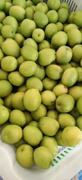 青枣主要产自哪里_青枣产地有哪些-第3张图片-山城妙识