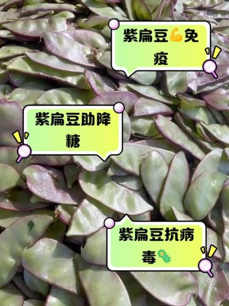紫扁豆的营养价值_紫扁豆怎么做好吃-第1张图片-山城妙识