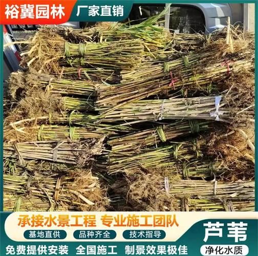 芦苇苗图片怎么识别_芦苇苗价格多少钱一株-第3张图片-山城妙识