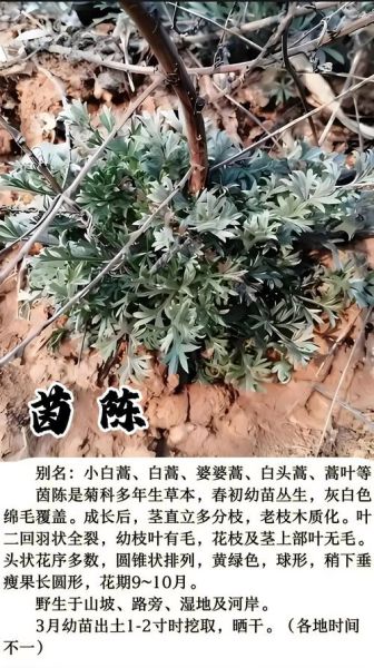野生茵陈草图片_如何辨别真假-第1张图片-山城妙识
