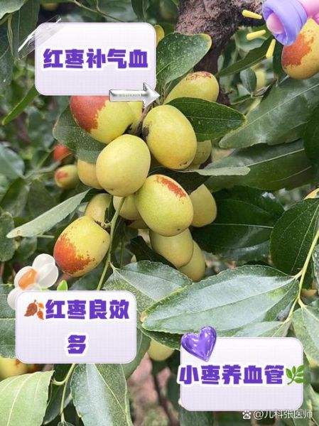 小枣的功效与作用_小枣怎么吃补血效果最好-第1张图片-山城妙识