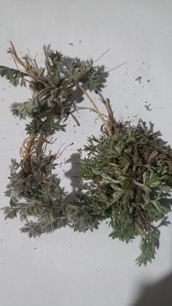 野生茵陈草图片_如何辨别真假-第3张图片-山城妙识