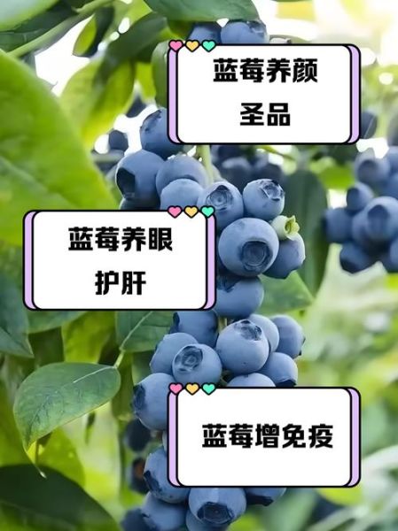 蓝莓对乙肝有好处吗_乙肝患者能吃蓝莓吗-第3张图片-山城妙识 蓝莓对乙肝有好处吗_乙肝患者能吃蓝莓吗-第3张图片-山城妙识