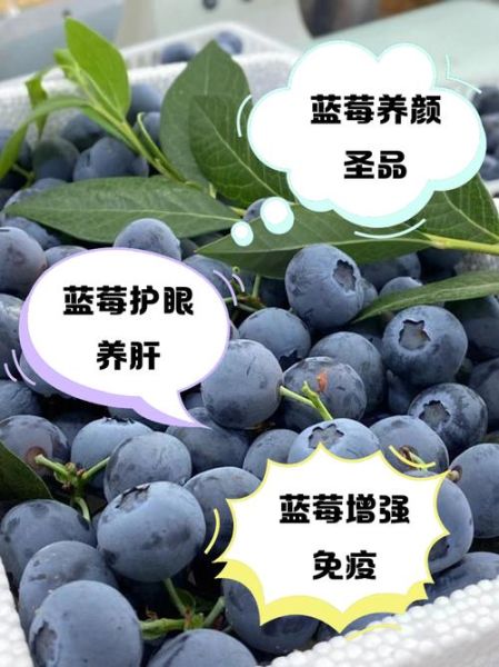 蓝莓对乙肝有好处吗_乙肝患者能吃蓝莓吗-第2张图片-山城妙识 蓝莓对乙肝有好处吗_乙肝患者能吃蓝莓吗-第2张图片-山城妙识