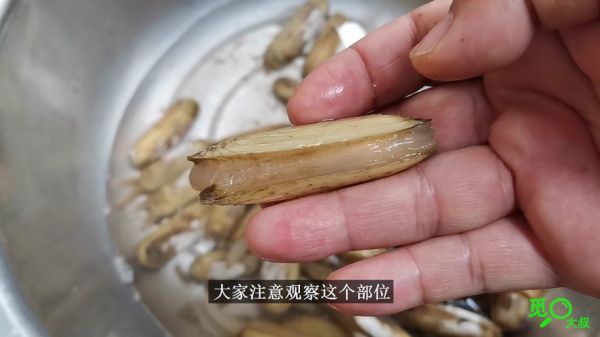 蛏子肉怎么清洗_蛏子内脏怎么去除-第1张图片-山城妙识