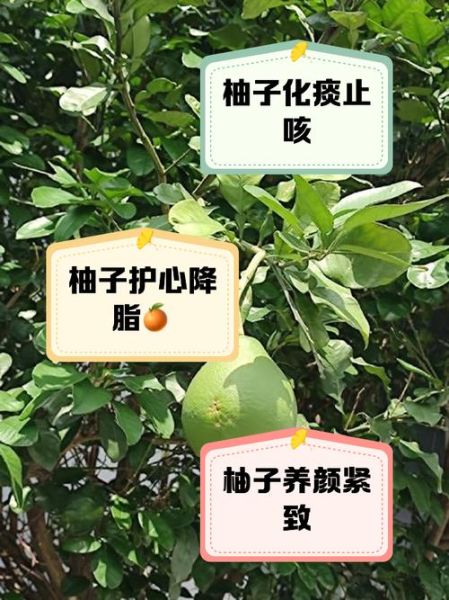 柚子降火吗_柚子有哪些功效与作用-第3张图片-山城妙识