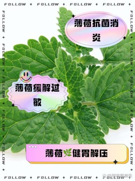 新鲜薄荷叶怎么保存_新鲜薄荷叶怎么用-第1张图片-山城妙识 新鲜薄荷叶怎么保存_新鲜薄荷叶怎么用-第1张图片-山城妙识
