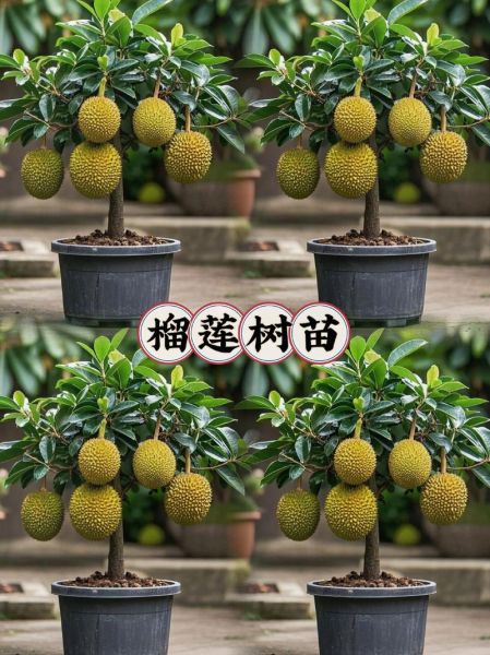 榴莲树苗怎么种植_榴莲树苗多久结果-第2张图片-山城妙识 榴莲树苗怎么种植_榴莲树苗多久结果-第2张图片-山城妙识