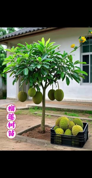 榴莲树苗怎么种植_榴莲树苗多久结果-第1张图片-山城妙识 榴莲树苗怎么种植_榴莲树苗多久结果-第1张图片-山城妙识