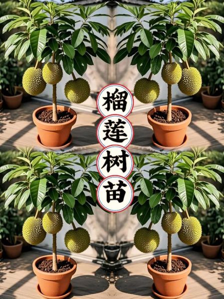 榴莲树苗怎么种植_榴莲树苗多久结果-第3张图片-山城妙识 榴莲树苗怎么种植_榴莲树苗多久结果-第3张图片-山城妙识