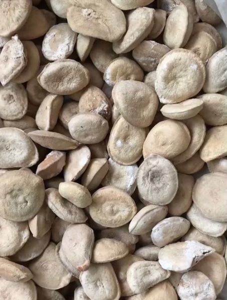 马钱子图片大全大图_马钱子长什么样-第1张图片-山城妙识 马钱子图片大全大图_马钱子长什么样-第1张图片-山城妙识