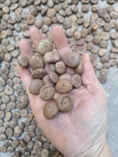 马钱子图片大全大图_马钱子长什么样-第2张图片-山城妙识 马钱子图片大全大图_马钱子长什么样-第2张图片-山城妙识