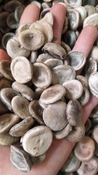 马钱子图片大全大图_马钱子长什么样-第3张图片-山城妙识 马钱子图片大全大图_马钱子长什么样-第3张图片-山城妙识