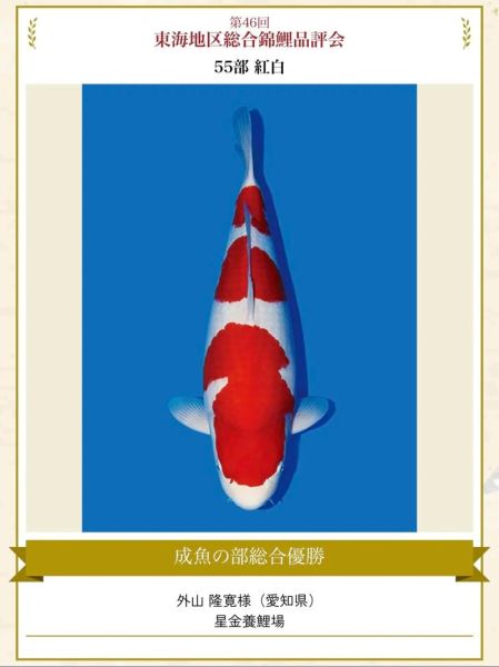 锦鲤26个品种有哪些_如何区分红白与昭和-第1张图片-山城妙识