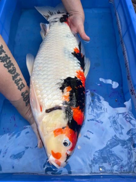 锦鲤26个品种有哪些_如何区分红白与昭和-第2张图片-山城妙识