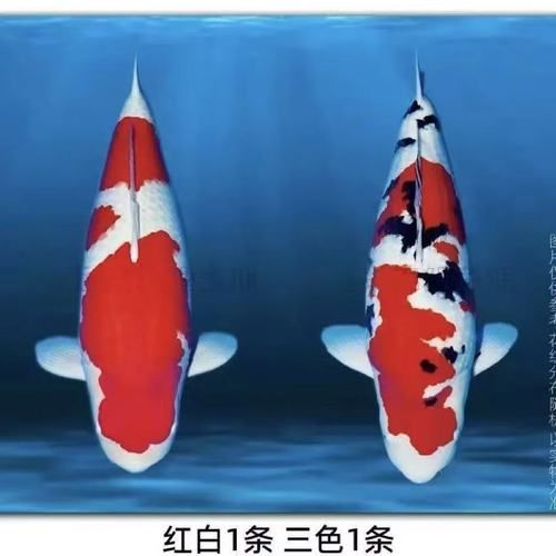 锦鲤26个品种有哪些_如何区分红白与昭和-第3张图片-山城妙识