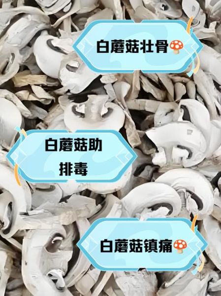 白色能吃的野生蘑菇有哪些_如何分辨可食用白蘑菇-第3张图片-山城妙识 白色能吃的野生蘑菇有哪些_如何分辨可食用白蘑菇-第3张图片-山城妙识