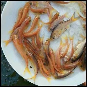 鲢鱼苗怎么孵化_鲢鱼孵化水温多少合适-第2张图片-山城妙识 鲢鱼苗怎么孵化_鲢鱼孵化水温多少合适-第2张图片-山城妙识