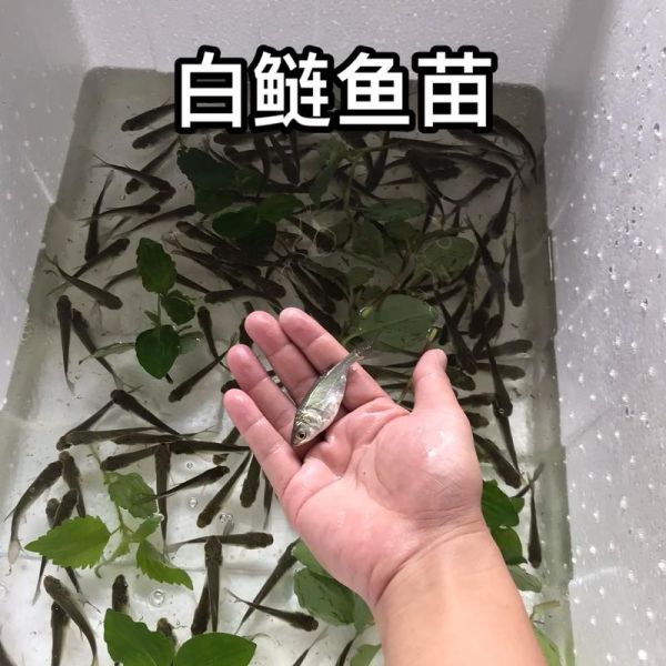 鲢鱼苗怎么孵化_鲢鱼孵化水温多少合适-第1张图片-山城妙识 鲢鱼苗怎么孵化_鲢鱼孵化水温多少合适-第1张图片-山城妙识